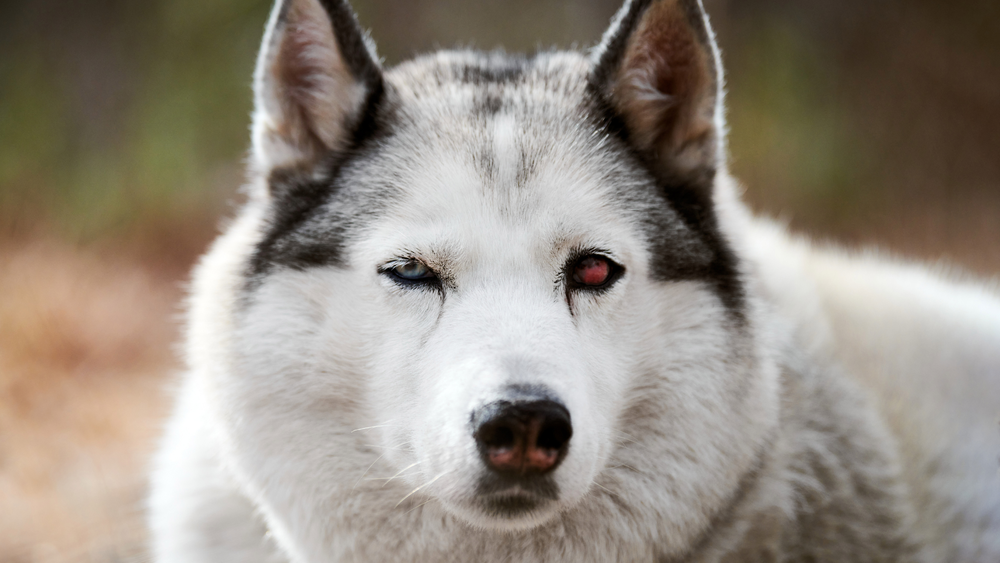 Dog Side Eye: Decoding Your Canine’s Sassy Look