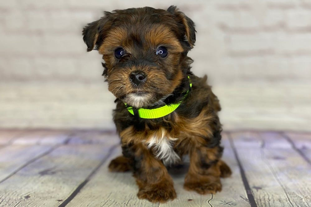 Best Collar for a Yorkipoo Puppy: Find the Ideal Collar!