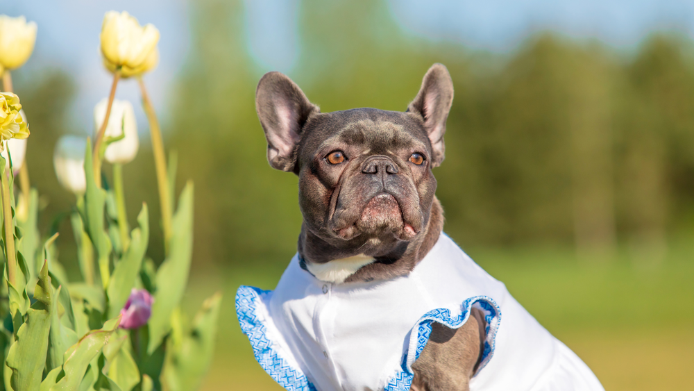 Top Low-Maintenance Dog Breeds for Busy Singles: Explore!