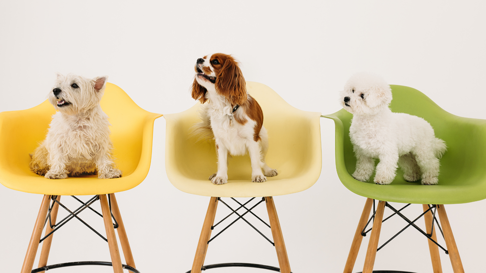 Complete Guide to Designer Dog Breeds: Care and Traits