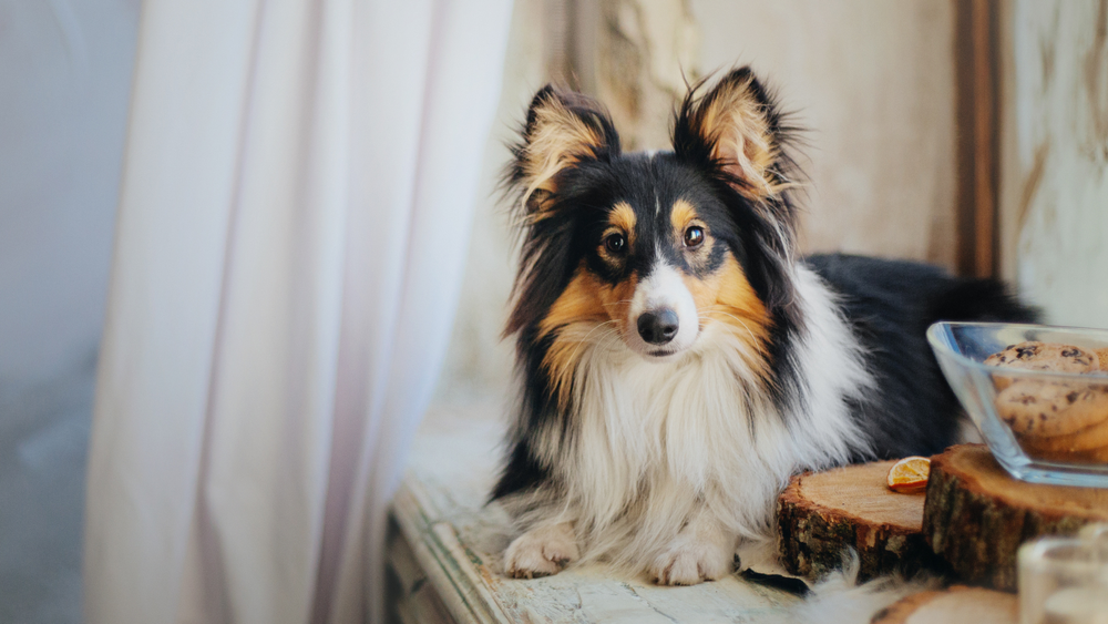 Complete Guide to Designer Dog Breeds: Care and Traits