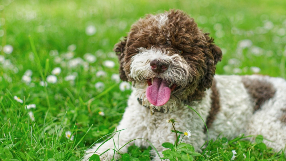 Best Hypoallergenic Dogs: Top Breeds for Allergy Sufferers