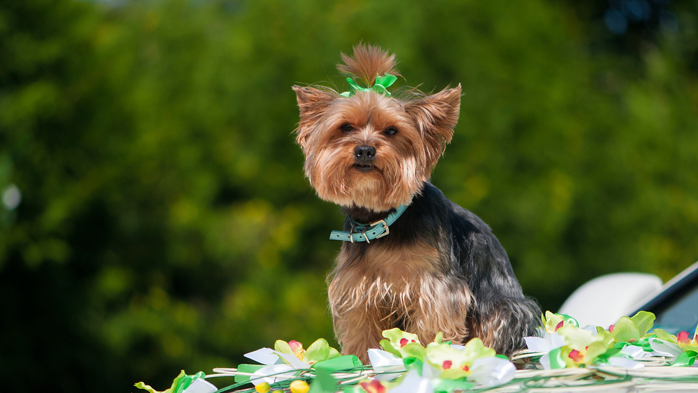 Best Hypoallergenic Dogs: Top Breeds for Allergy Sufferers