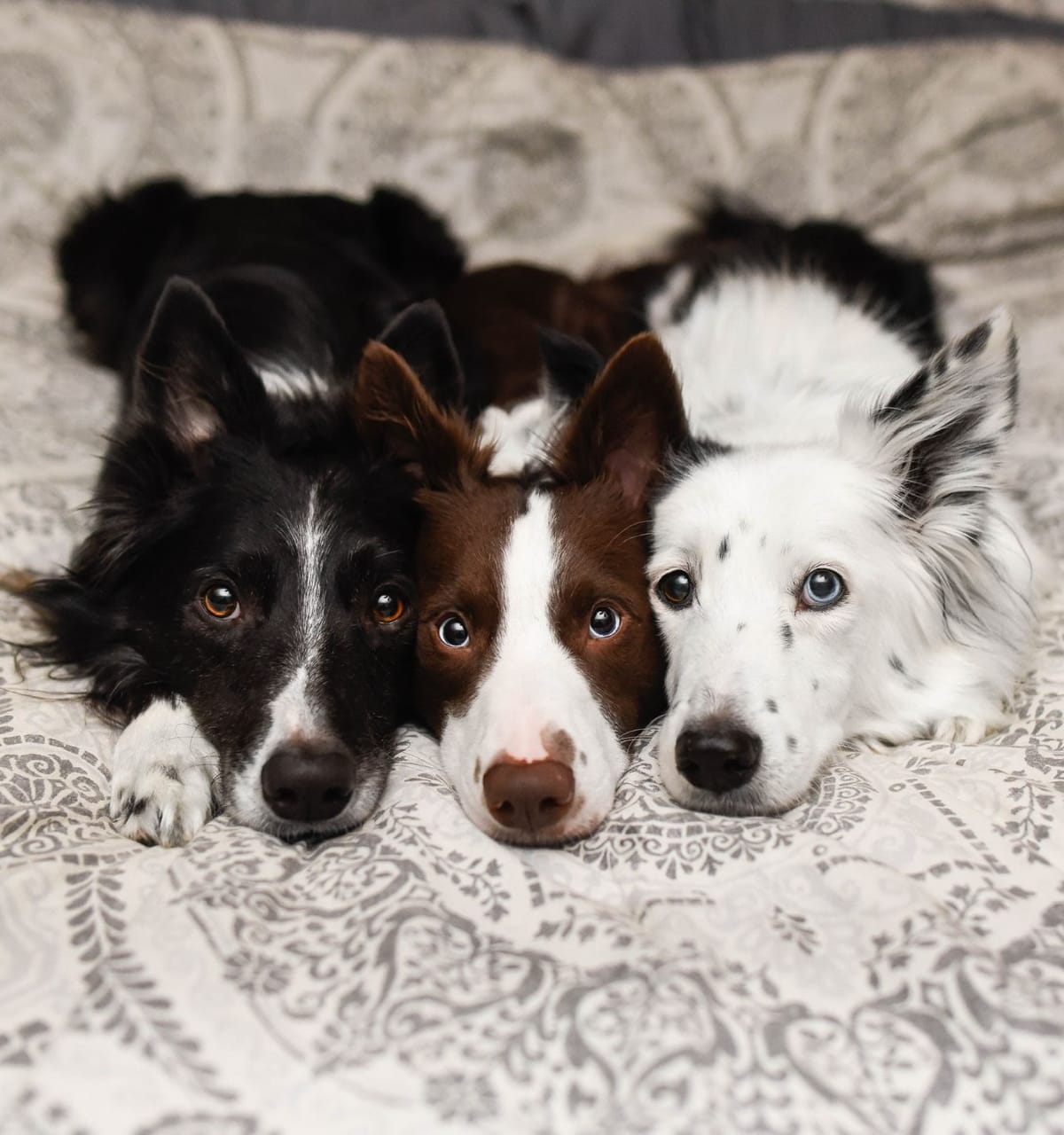 10 Tik Tok Dogs That We're Obsessed With