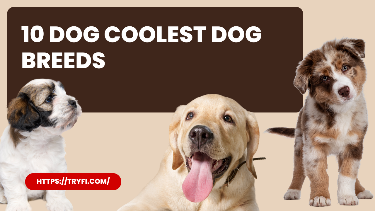 Cool Dog Breeds: 10 Must-Know Unique and Stylish Dog
