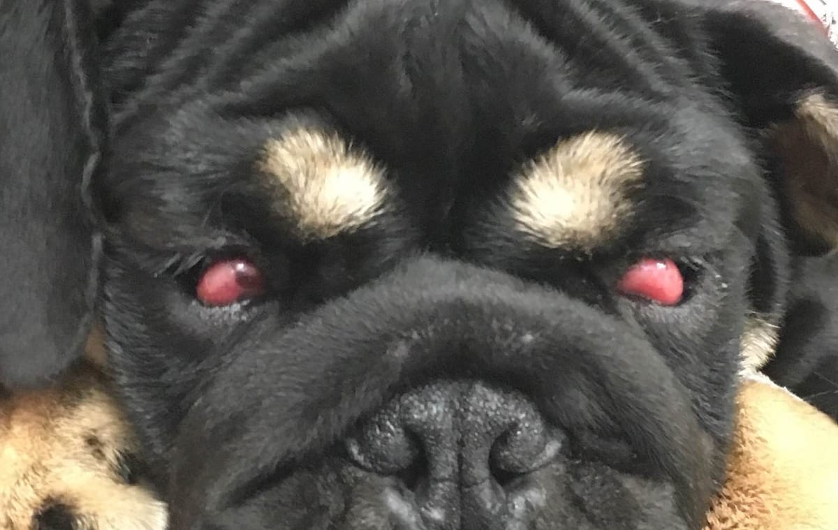 Cherry Eye in Dogs: Causes, Symptoms, and Treatment