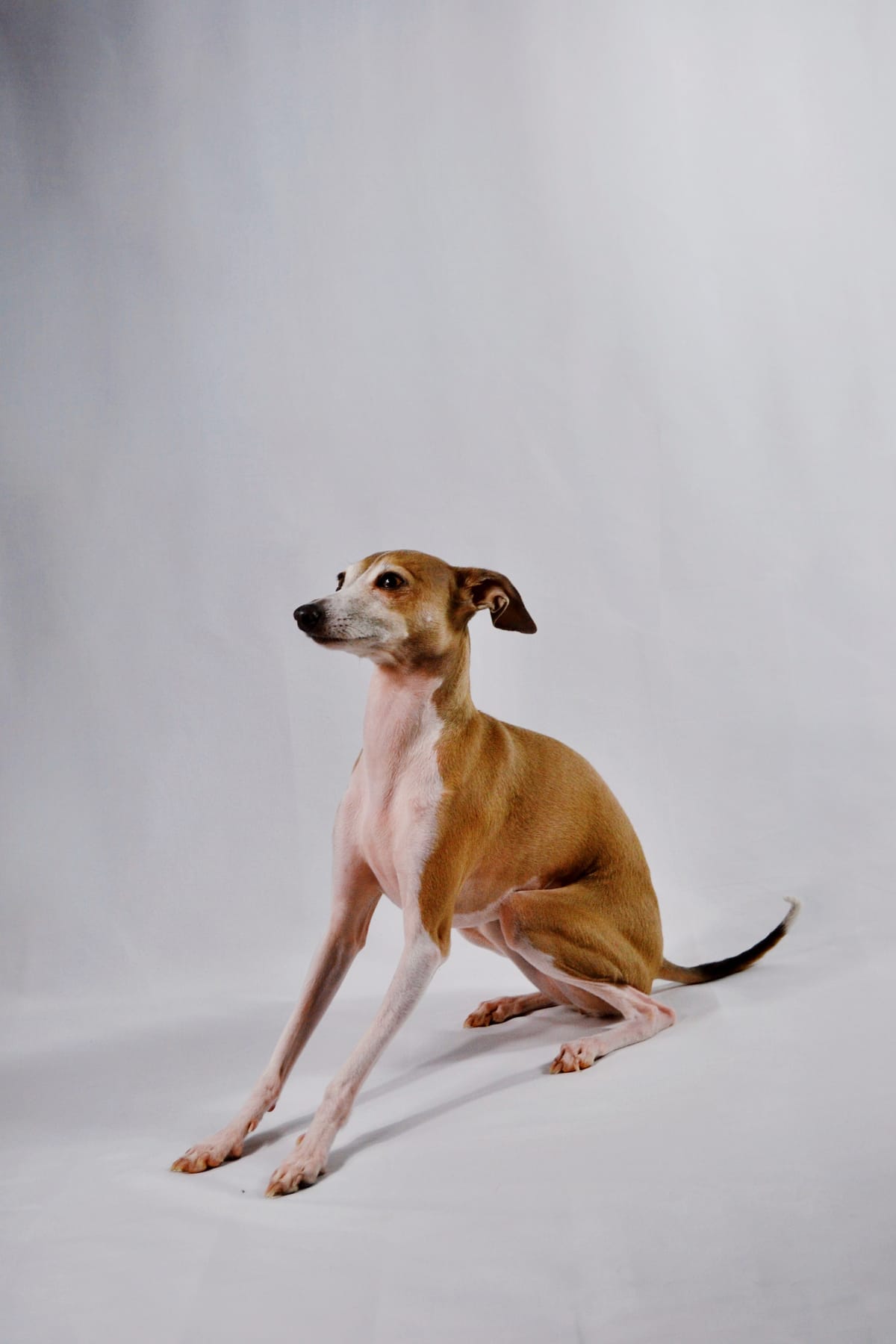Understanding the Azawakh: Africa's Graceful Sighthound