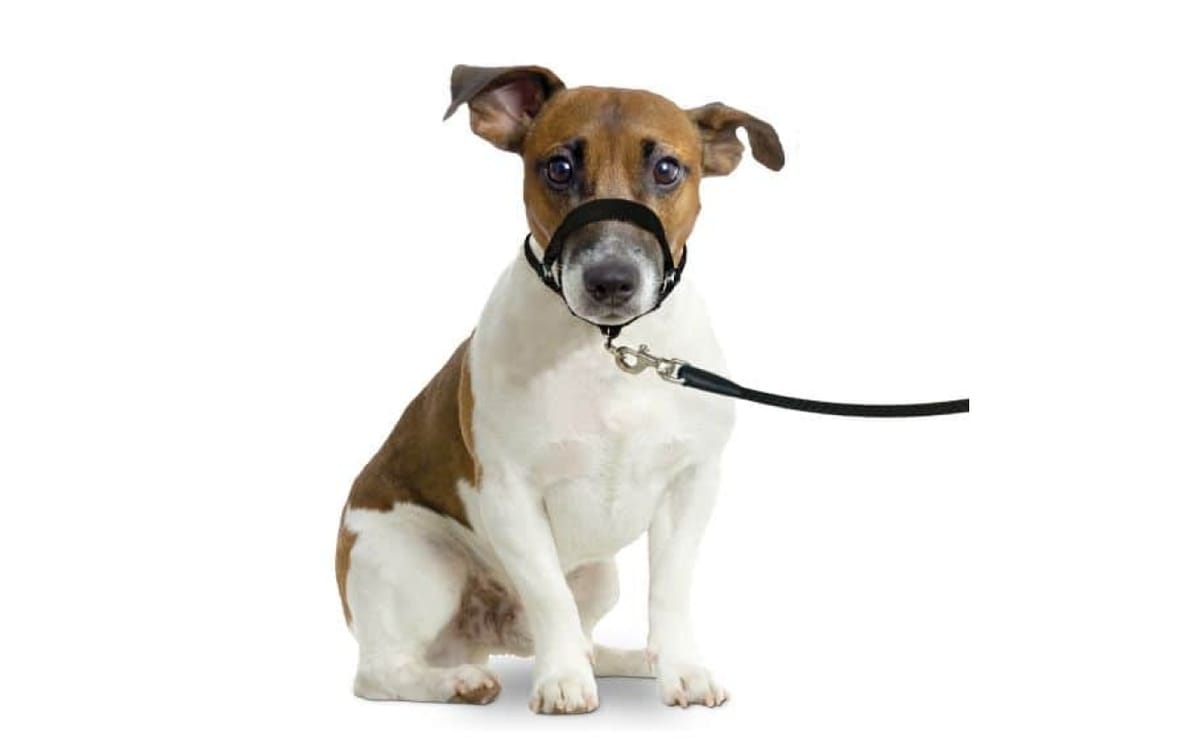 Gentle Leader: A Gentle Approach to Dog Training and Walking