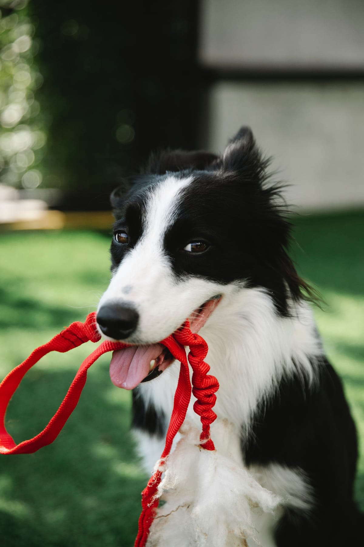 What Does a Red Collar on a Dog Mean: Significance & Purpose