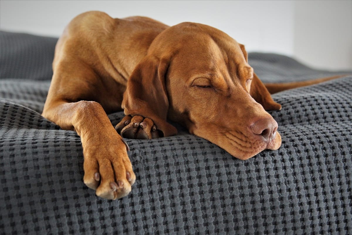 How Big Can Vizsla Dogs Get? Size & Growth Guide
