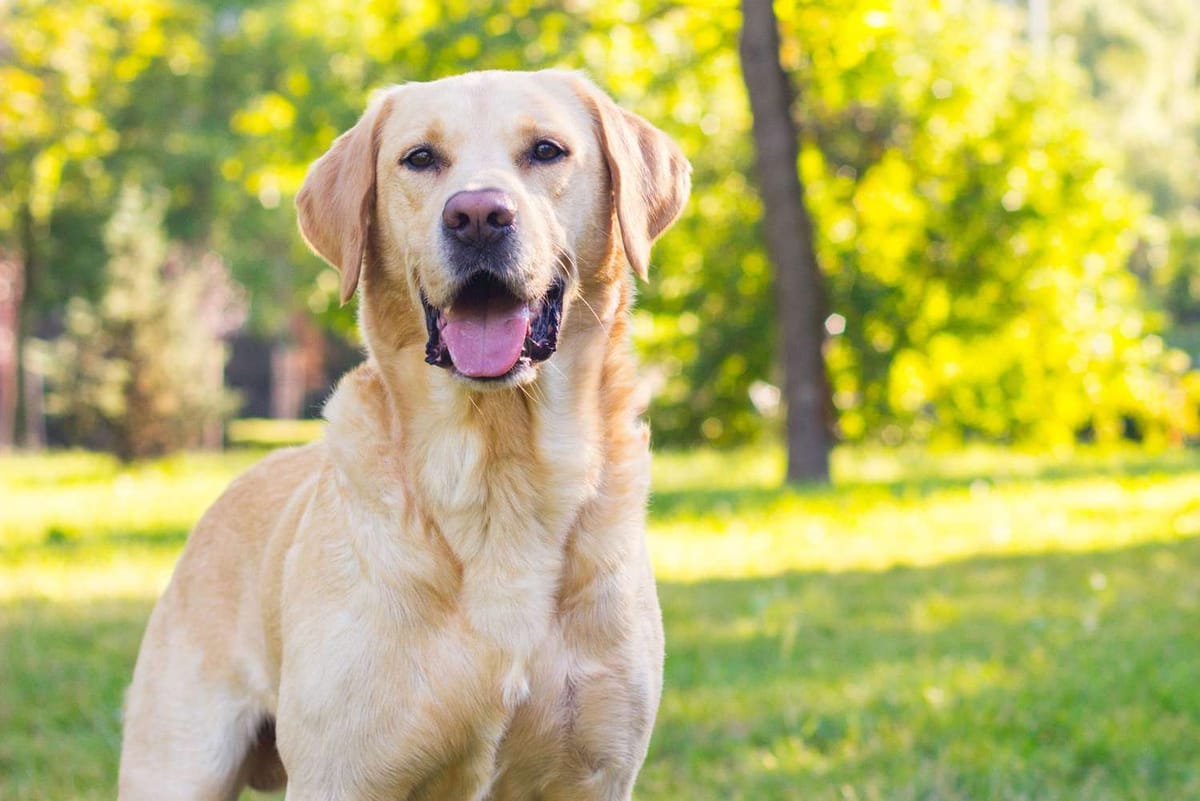 Training Your Labrador Retriever: Tips and Techniques