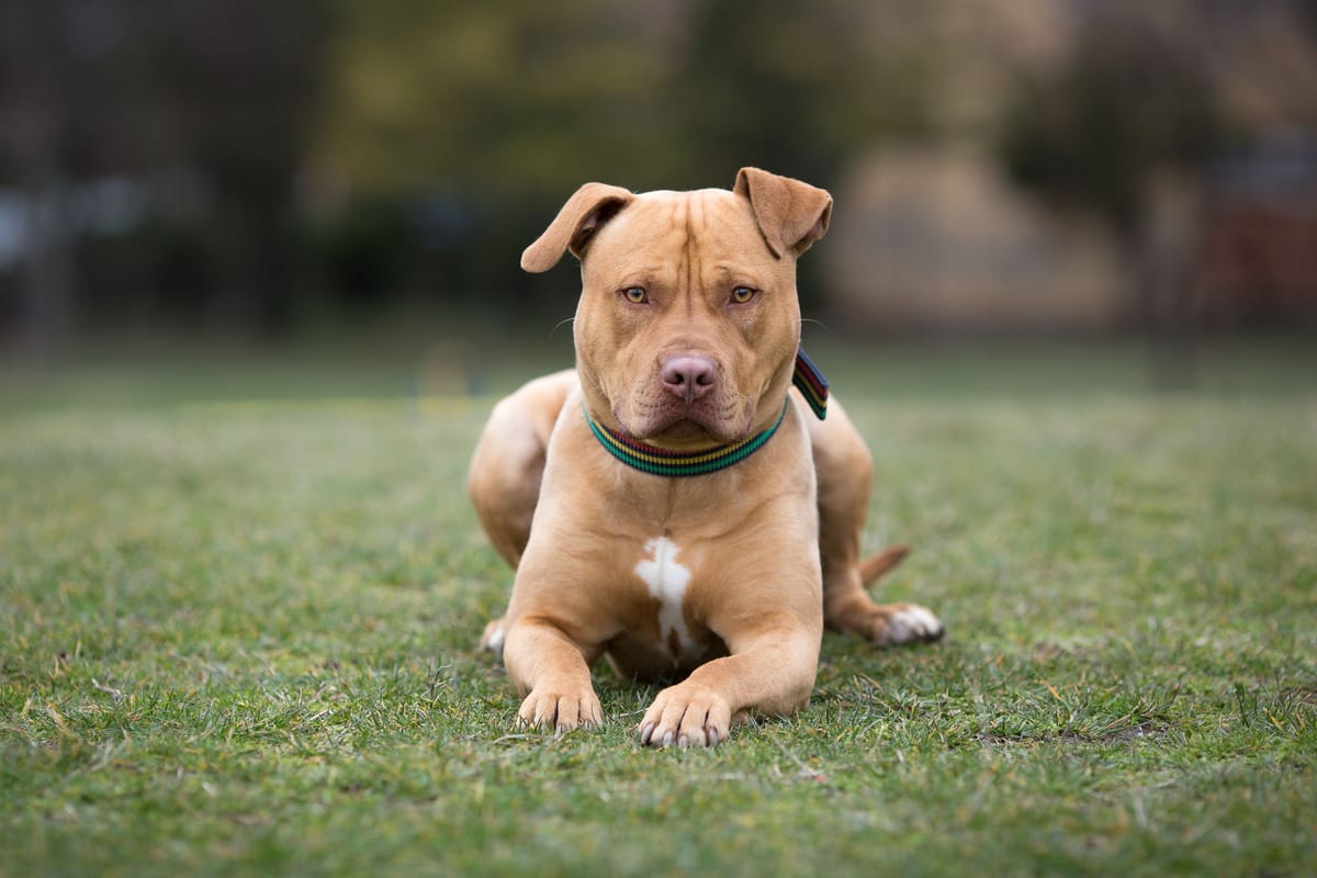 Are AmStaff Good for First Time Owners | Read This