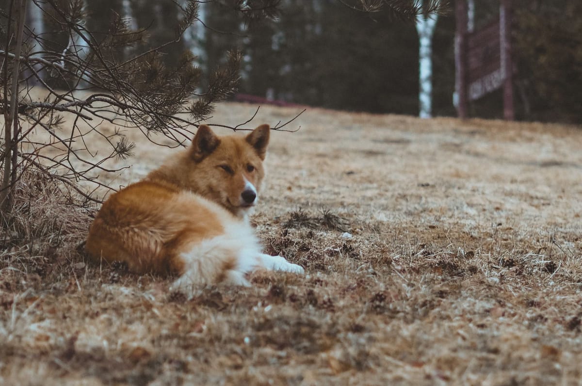 First-Time Owning an Icelandic Sheepdog: What to Know