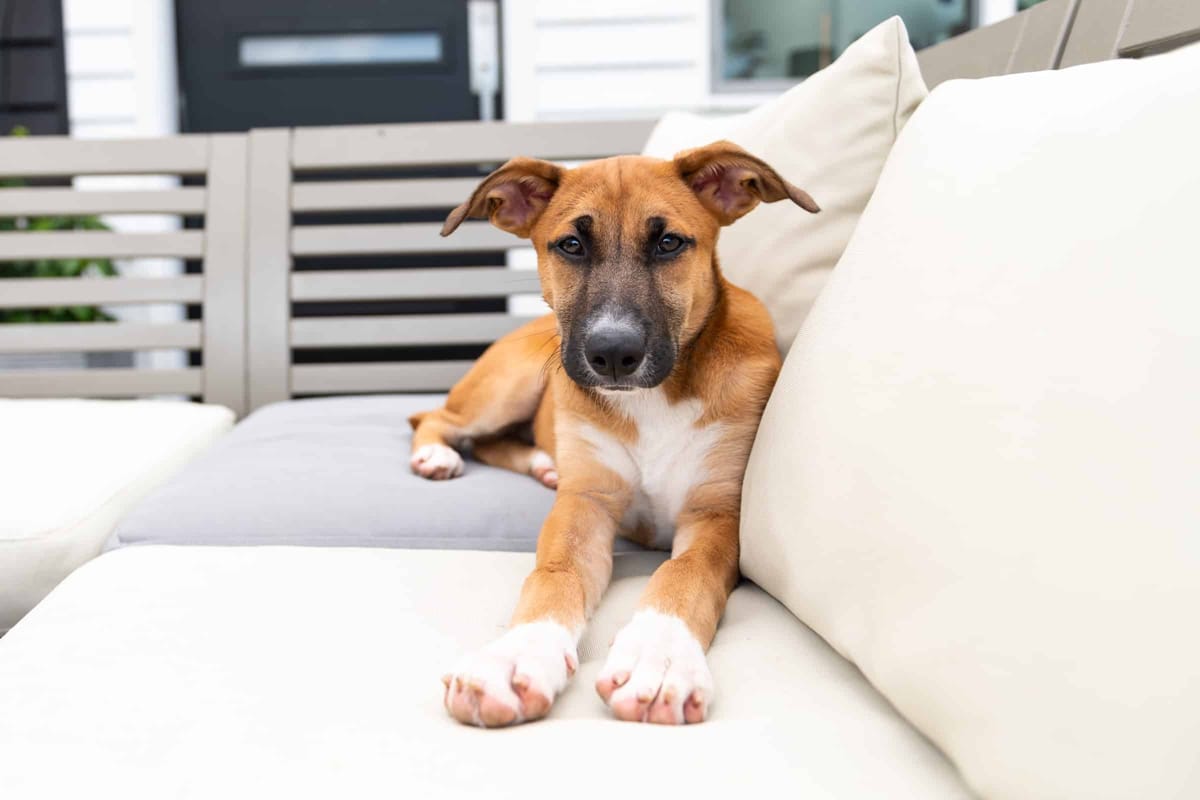 Are Black Mouth Cur Dogs Good for Families? Traits & Tips