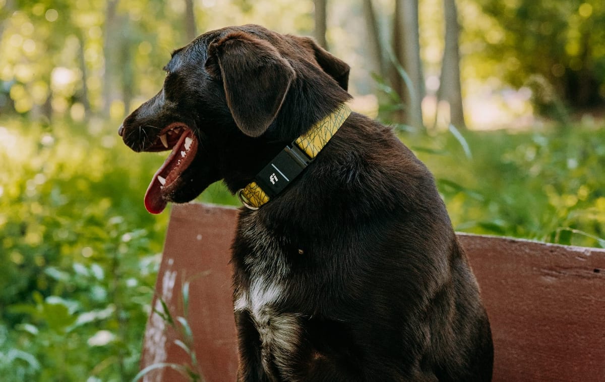 Dog Proximity Collar: Ensuring Your Pet's Safety