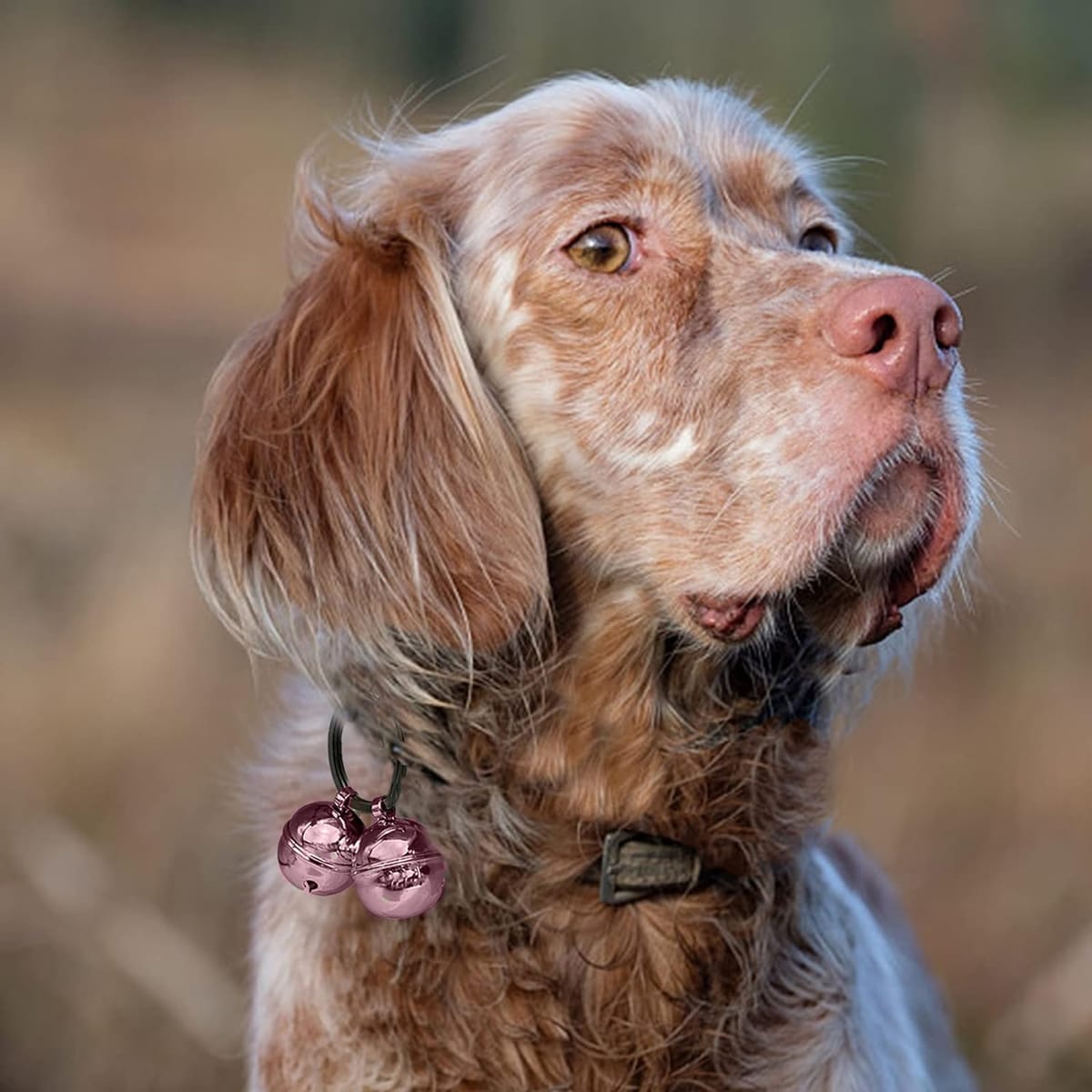 Dog Bells for Collars: A Guide to Choosing and Using Them