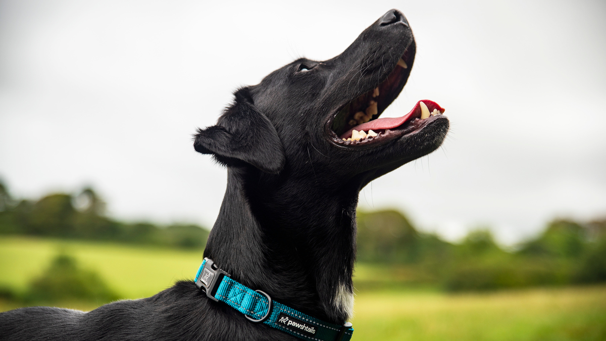 Teal Dog Collars: Stylish & Durable Choice for Your Pet