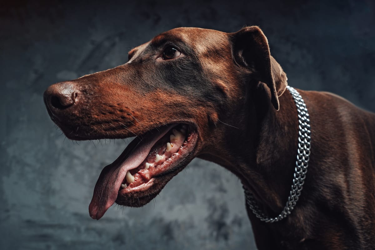 Unleashing the Doberman's Bite: How Strong Is It?