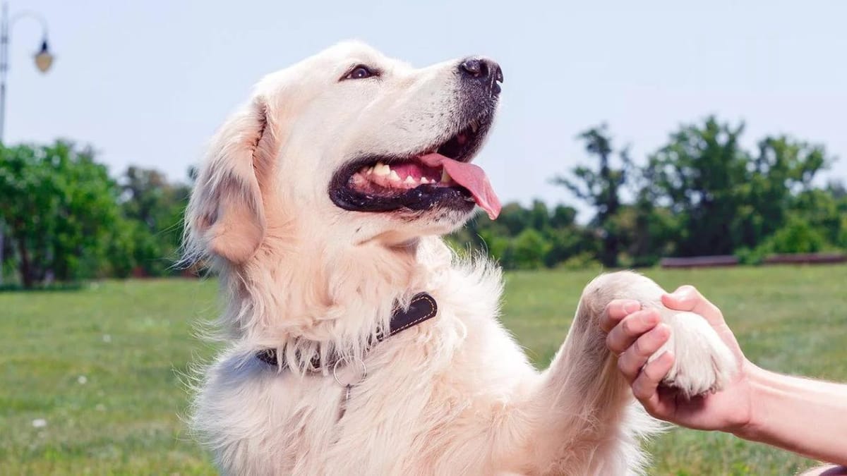 Gentle Dog Breeds: Choosing the Perfect Family Companion