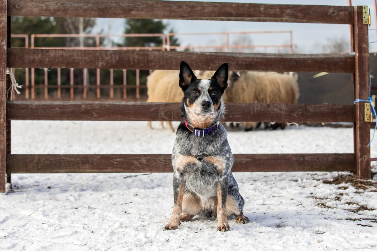 Top Blue Heeler Names: Find Your Pup's Perfect Match!