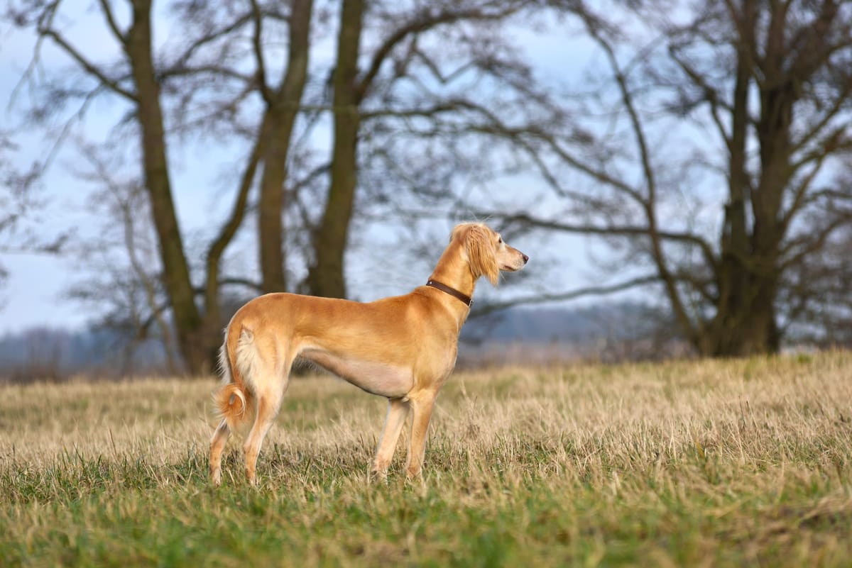 Discover the Best English Hunting Dog Breeds