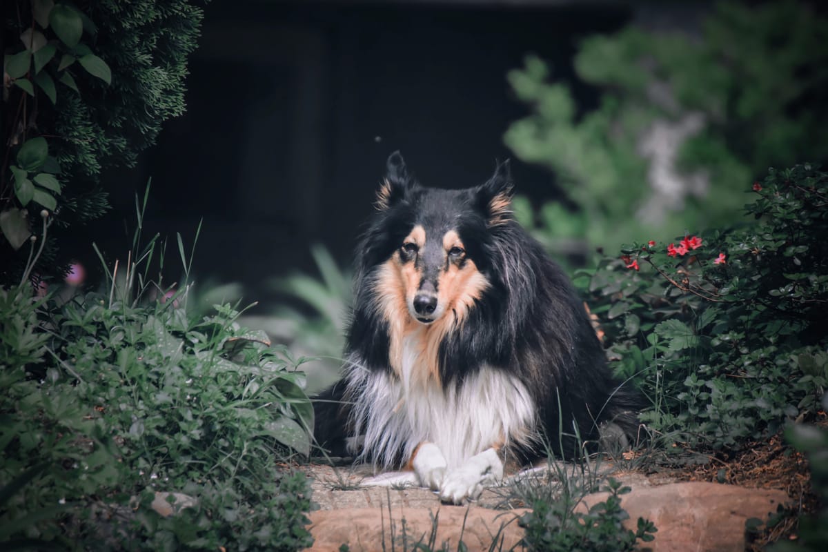 Can Collies Be Left Alone? "Collie Alone Tips"