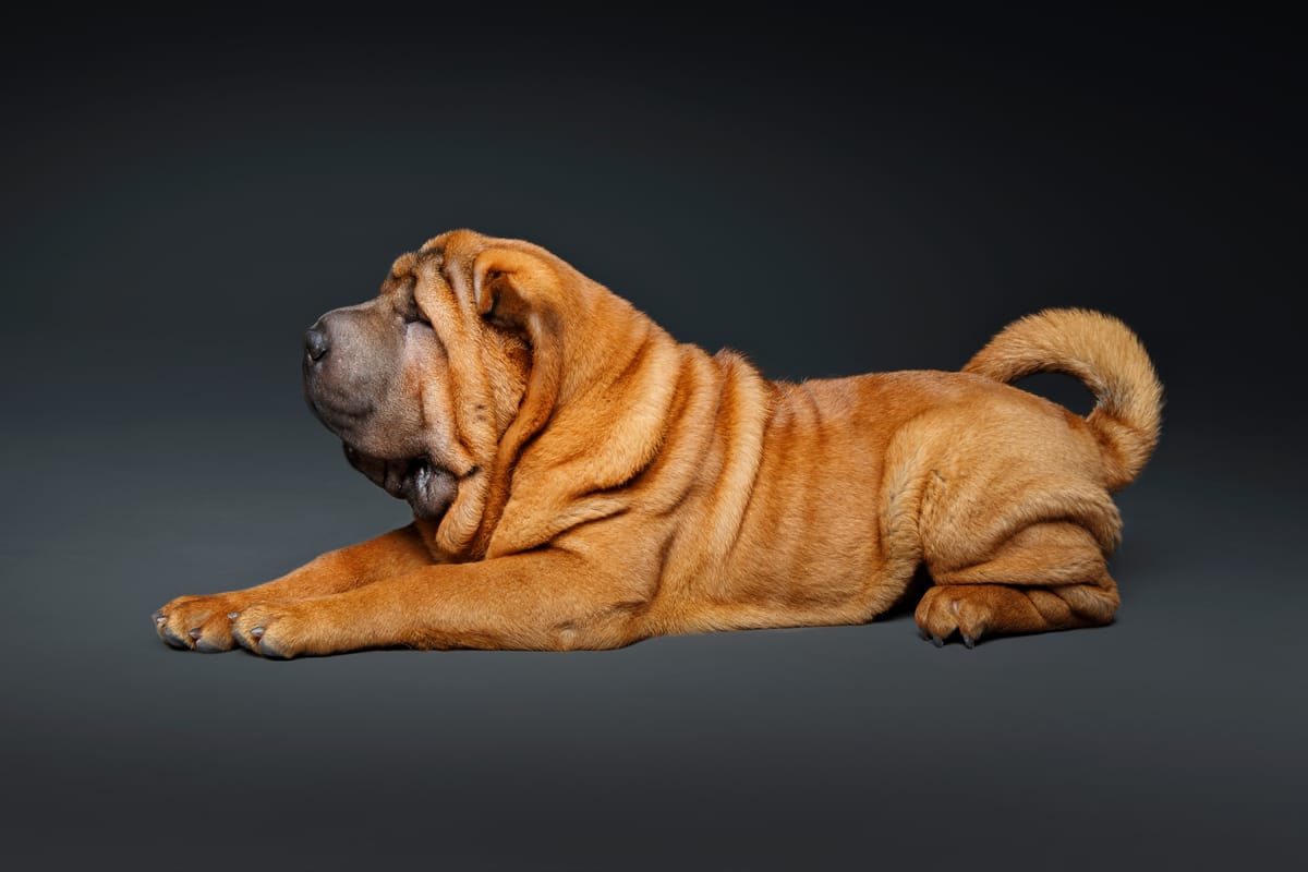 Understanding the True Cost of Owning a Shar Pei
