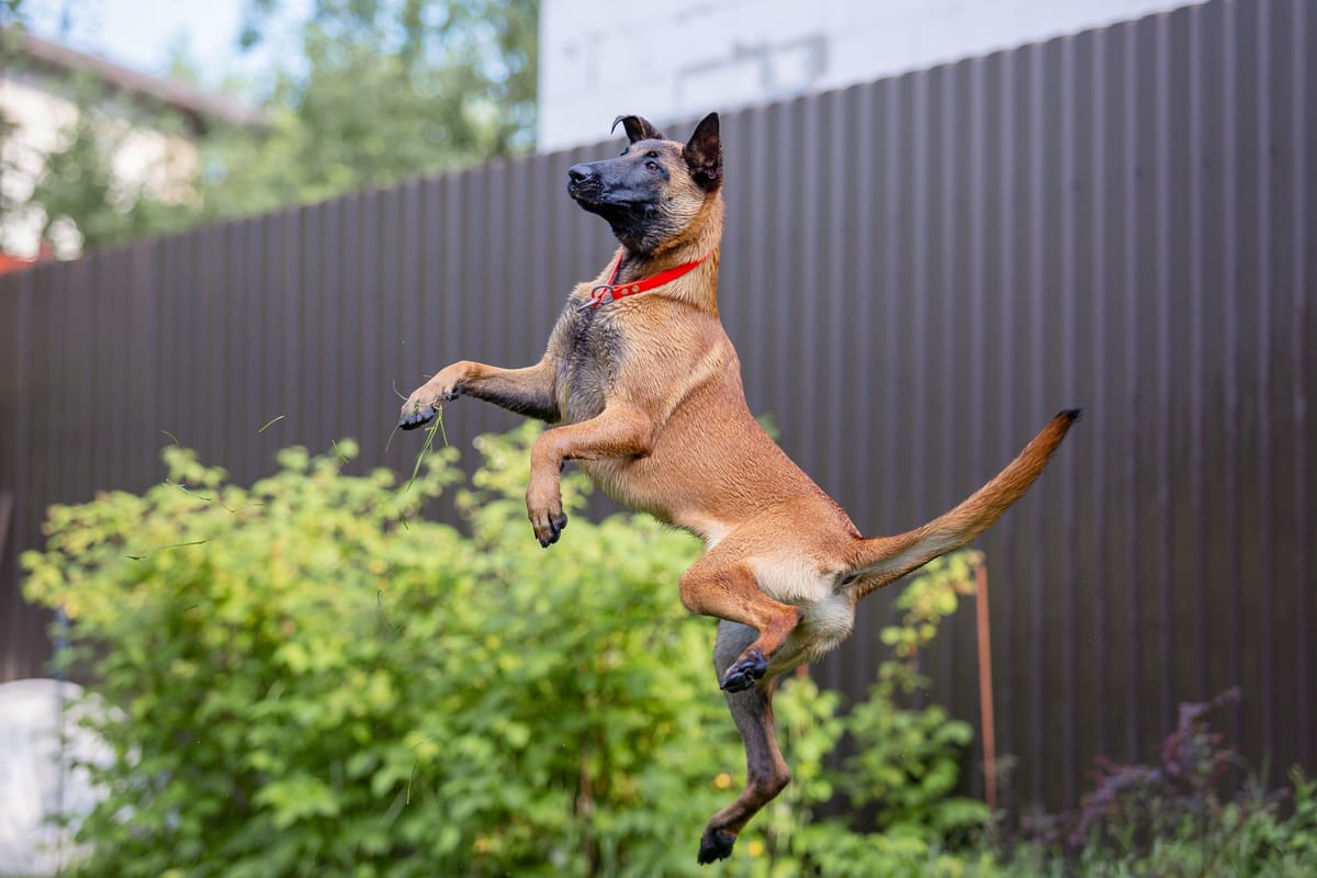 Secure Your Belgian Malinois with a High Jump-Proof Fence