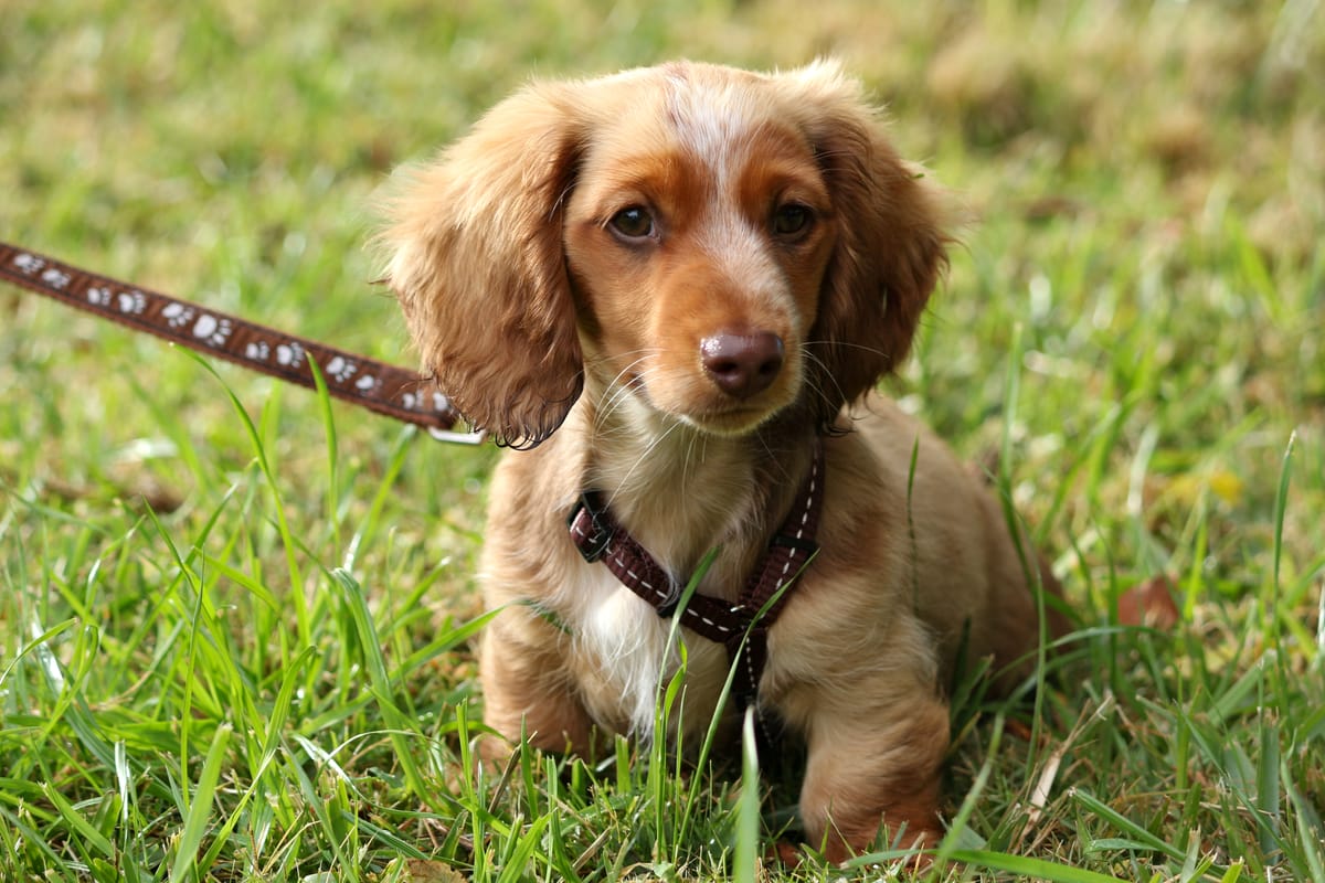 Cream Miniature Dachshund: Characteristics & Care Guide