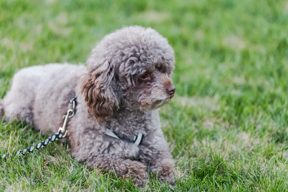 Understanding Miniature Poodle Weight: Factors and Averages