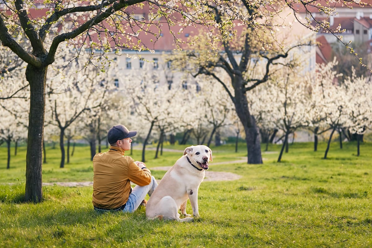 Prepare Your Dog for Spring Season: A Comprehensive Guide
