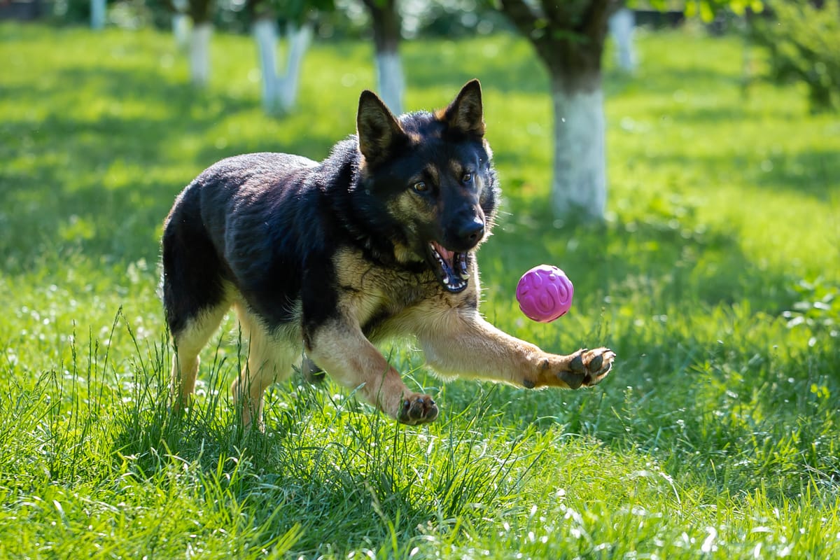 Top Toys for Energetic German Shepherds