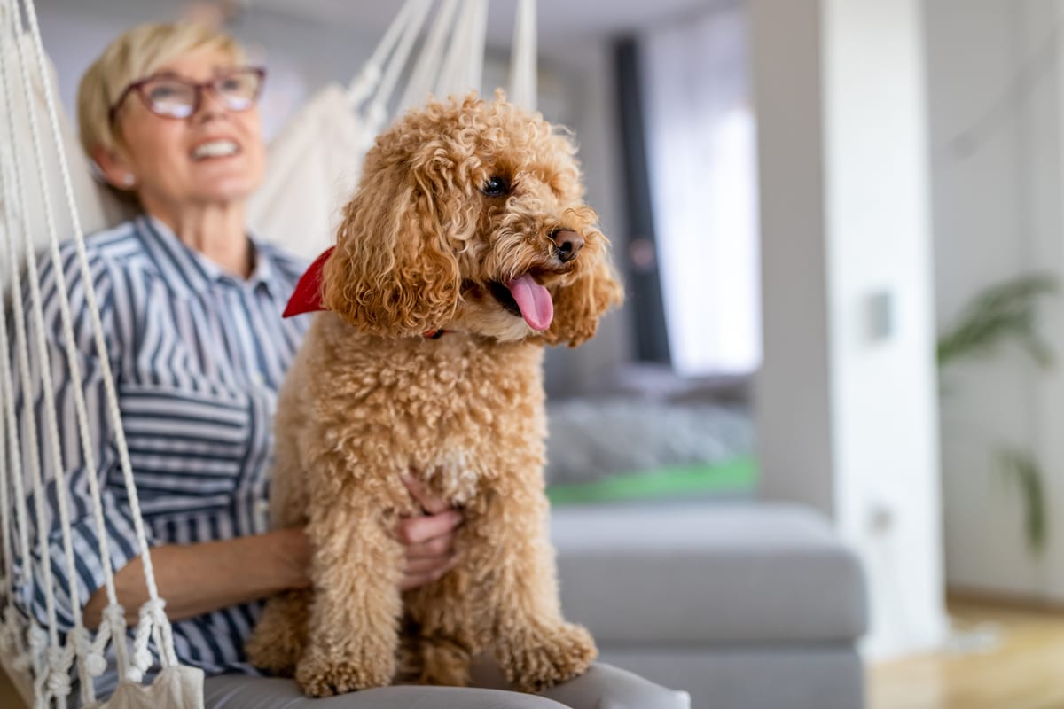 Are Cockapoo Dogs Hypoallergenic? "Cockapoo Allergy Facts"