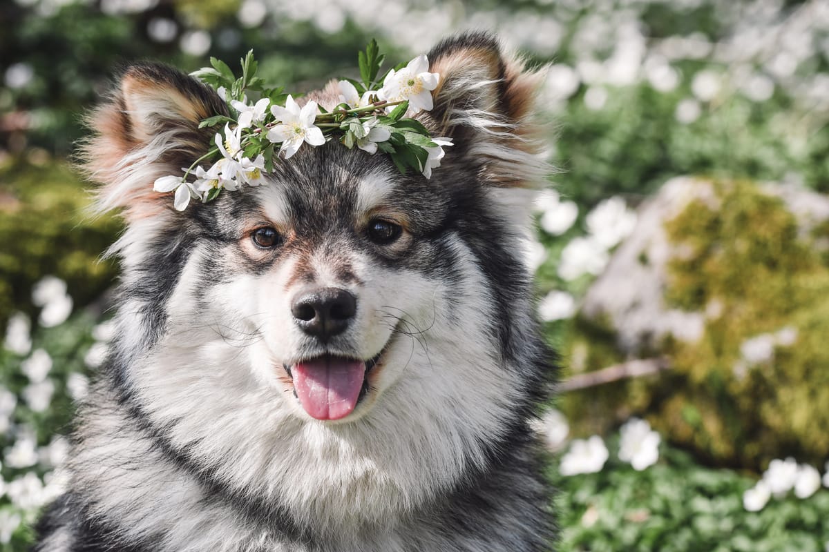Are Pomskies Healthy? Pomsky Health Guide