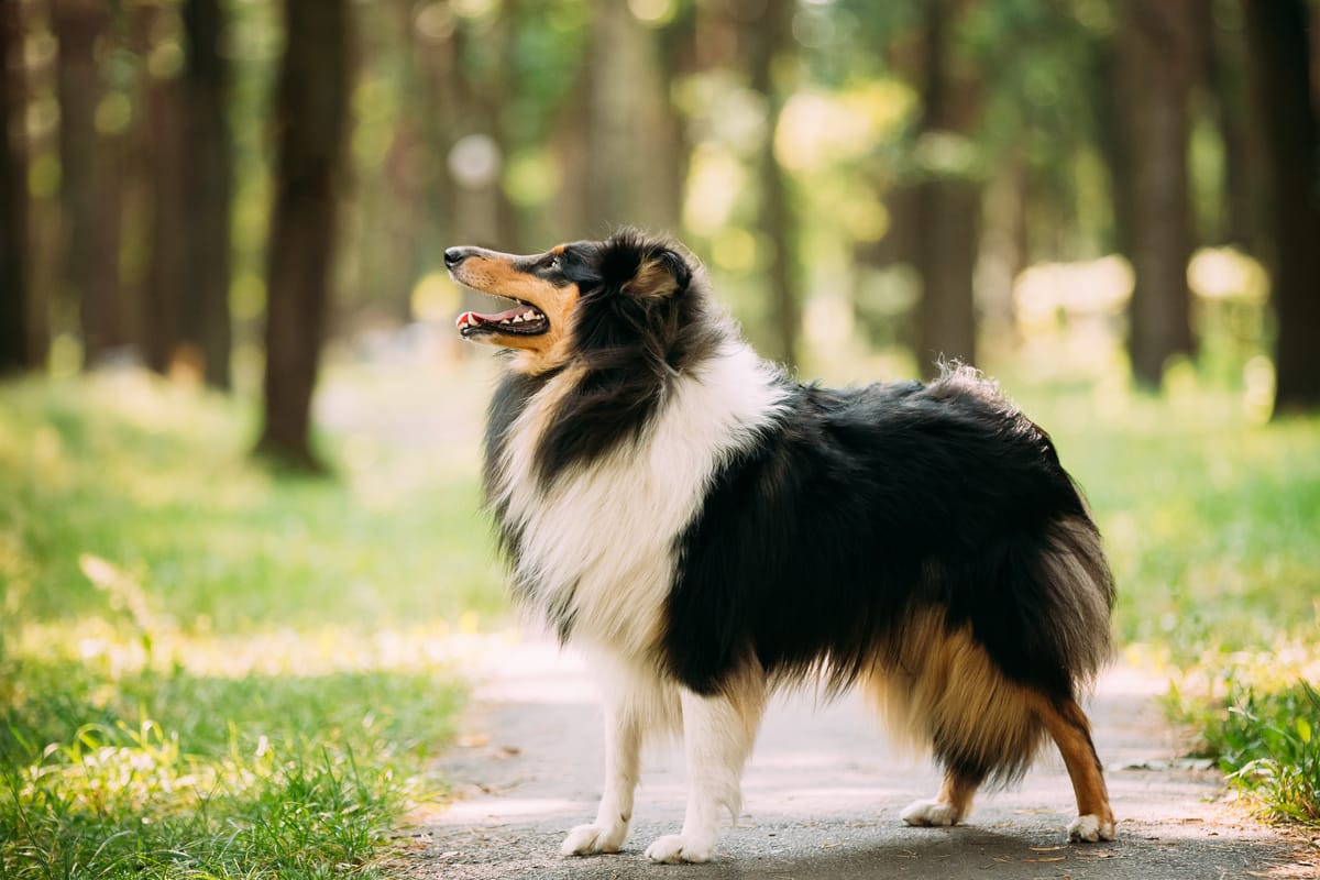 Can Collies Be Aggressive? Collie Dog Temperament