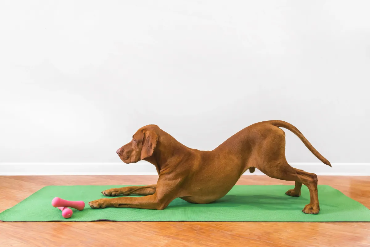 Decoding Dog Bowing: The Meaning and Significance