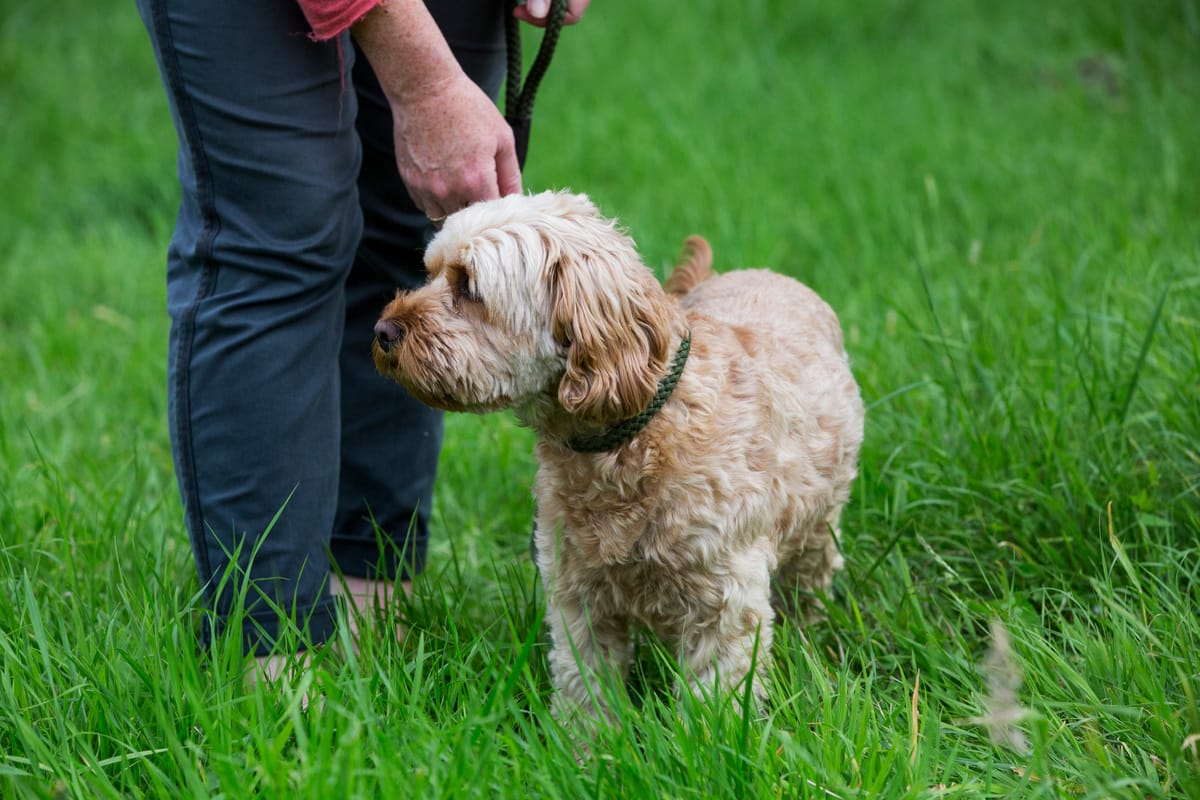 Are Cockapoo Barkers? Complete Guide to Barking