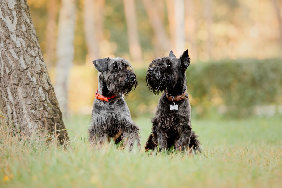Best Collar for Schnauzers: A Comprehensive Guide