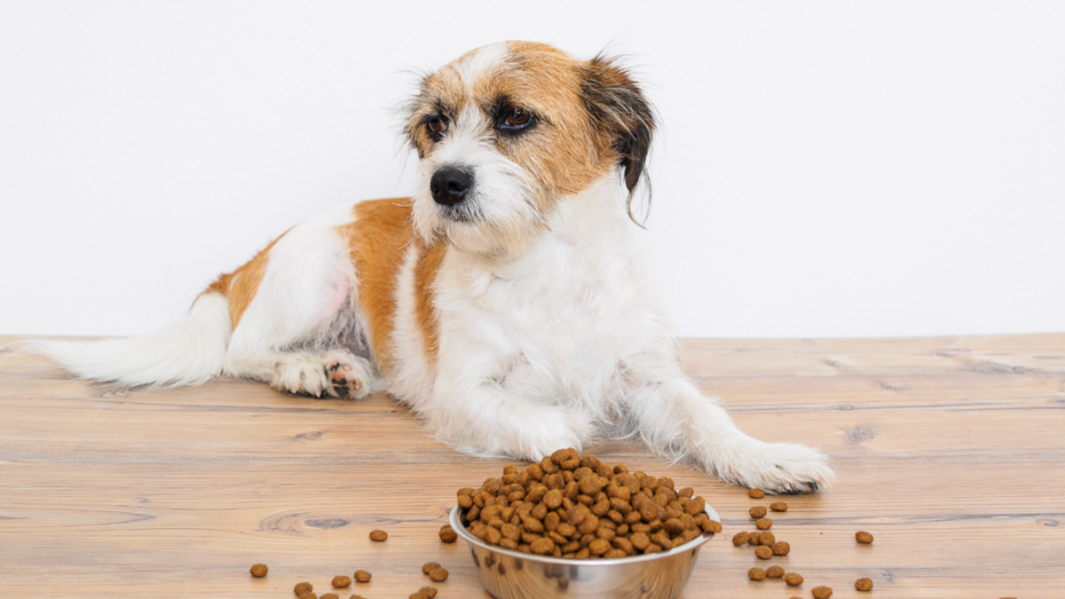 Calcium for Dogs: Benefits and Sources