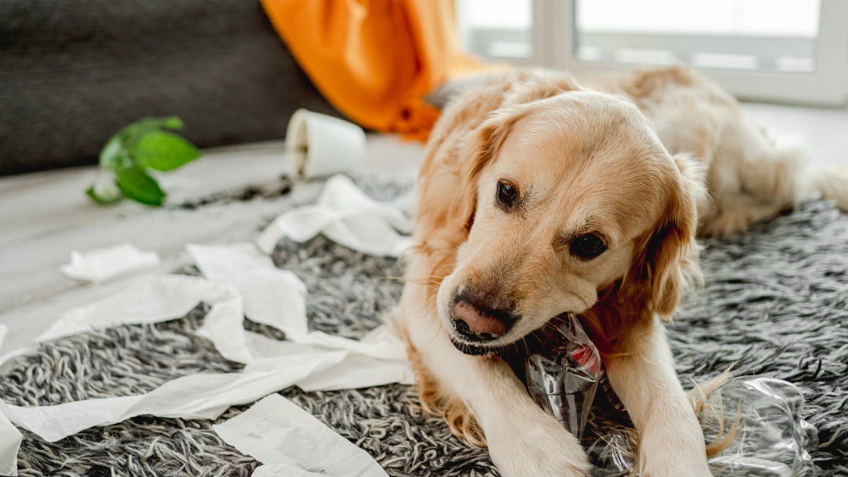 How to Stop Your Dog from Chewing When You're Away?