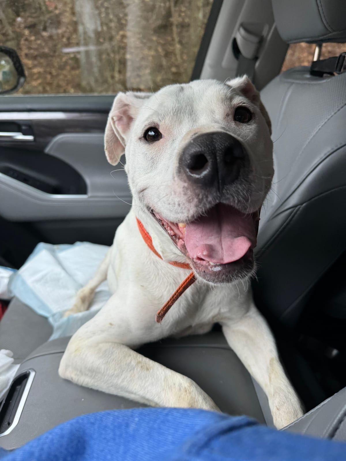 Rescue Spotlight: Bluegrass Bully Rescue