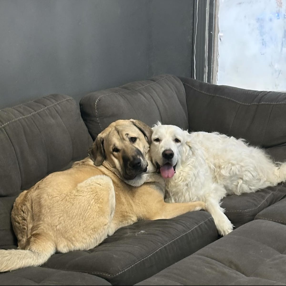 DOGFLUENCERS: Meet Lucah & Kohbi, Livestock Guardian Dogs Turned Social ...