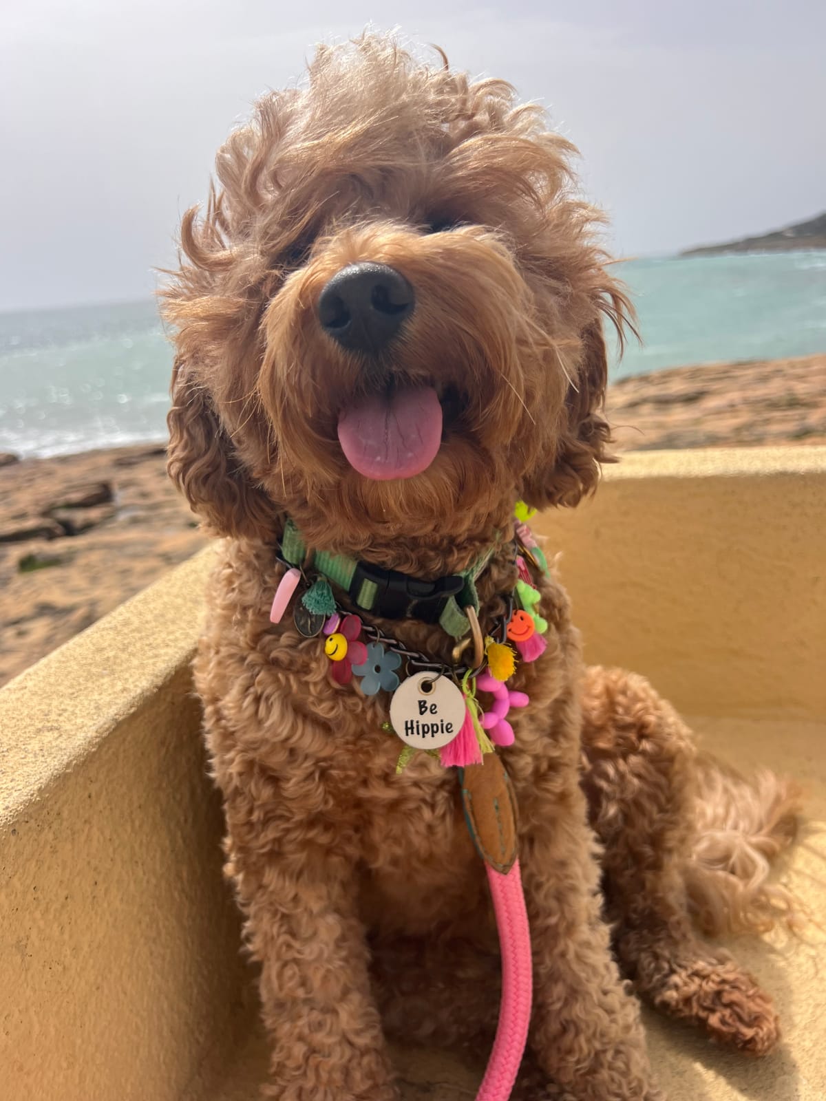 DOGFLUENCERS: Meet Miss Doolittle & Pippi, A Duo of Bohemian Pups Spreading Love and Style, One ...