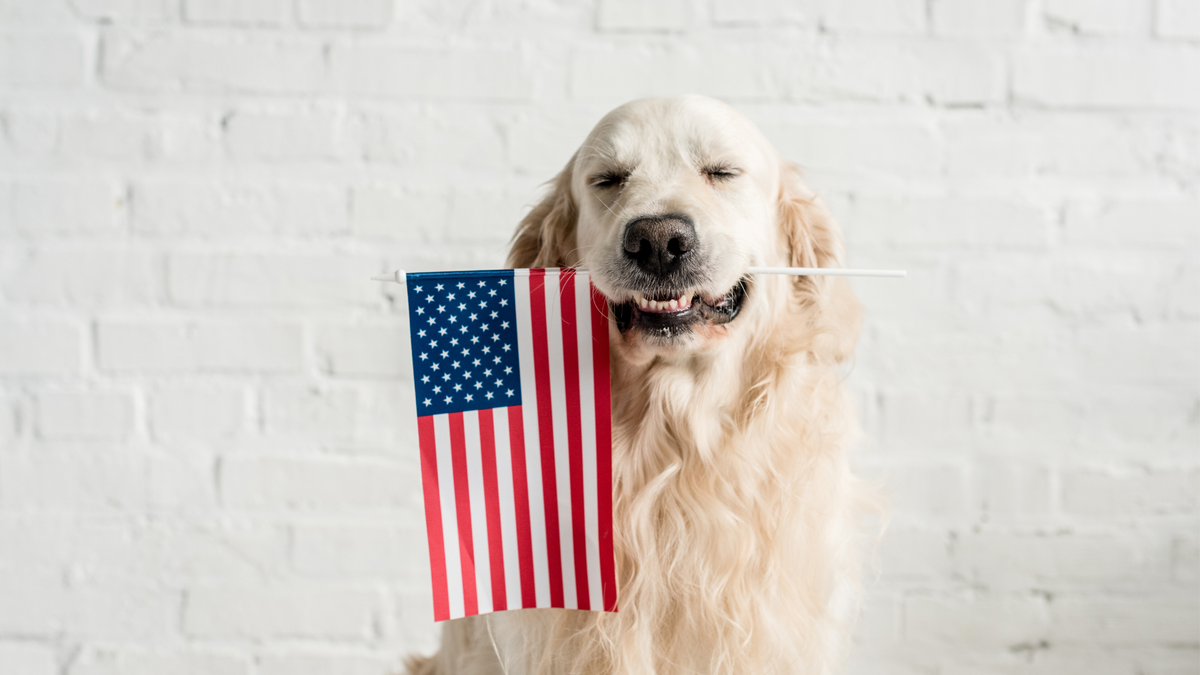 Most Popular Dogs in America: Explore Top Breeds of 2024!