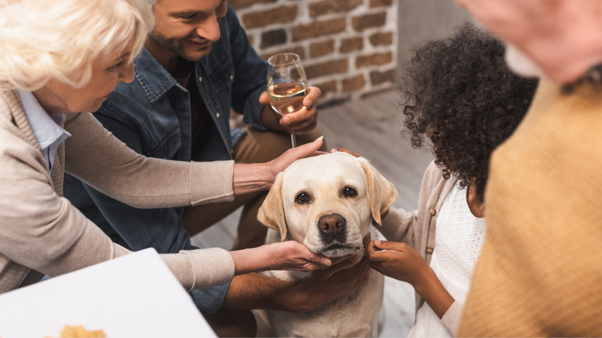 Signs That Your Dog Is Getting Old: How to Recognize Them