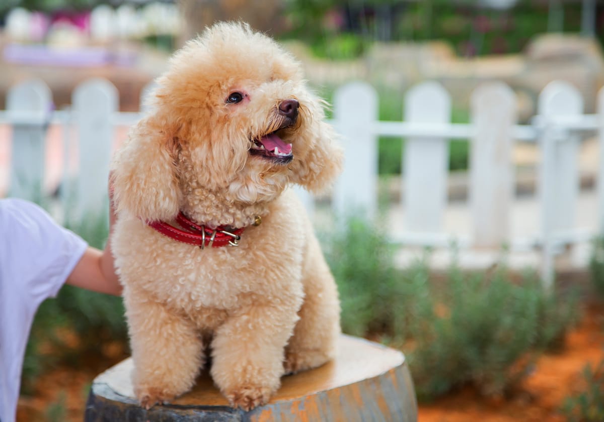 Standard Poodle Weight: Discover their Ideal Weight Range!