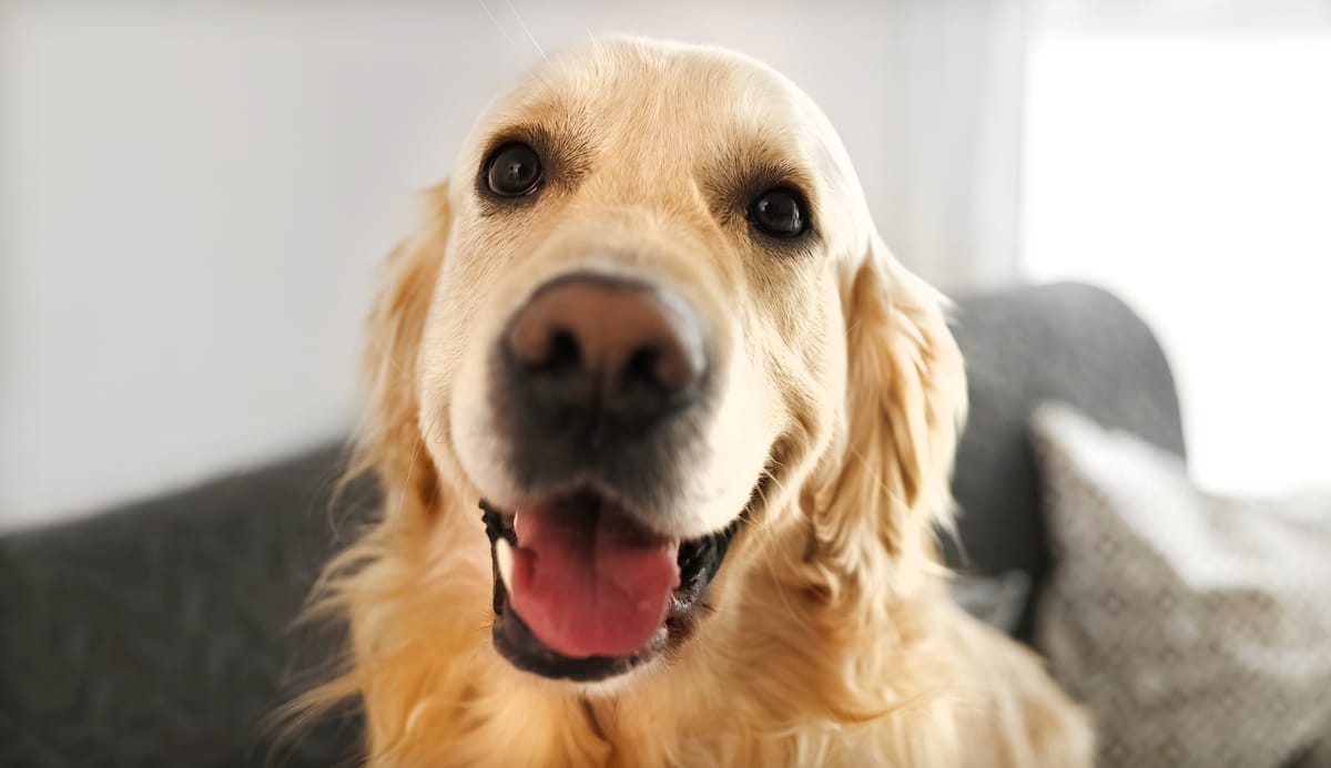 Do Dogs Have a Sense of Humor? Exploring the Science Behind Canine Laughter