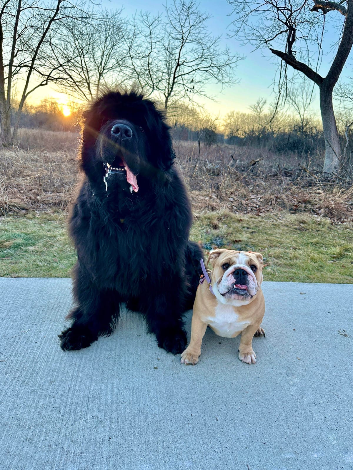 DOGFLUENCERS: Meet Paddington & Petunia, The Dynamic Duo Dominating ...