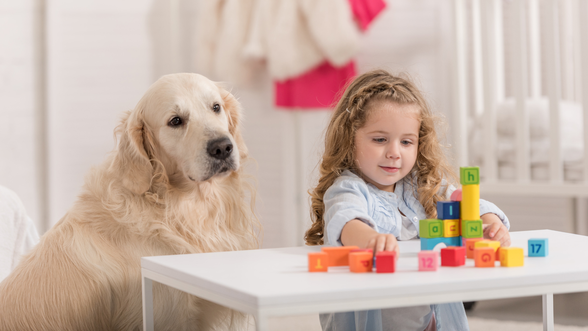 Create a Safe Interaction Space for Dogs and Young Children!