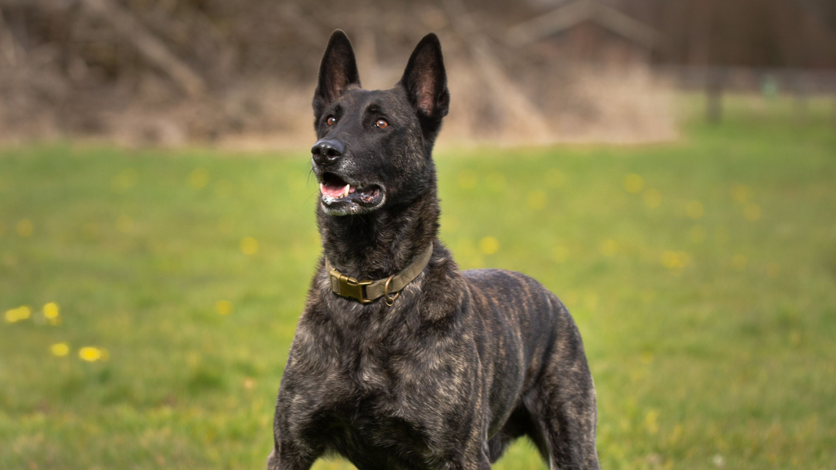 Dutch Shepherd Dog Characteristics: A Comprehensive Guide